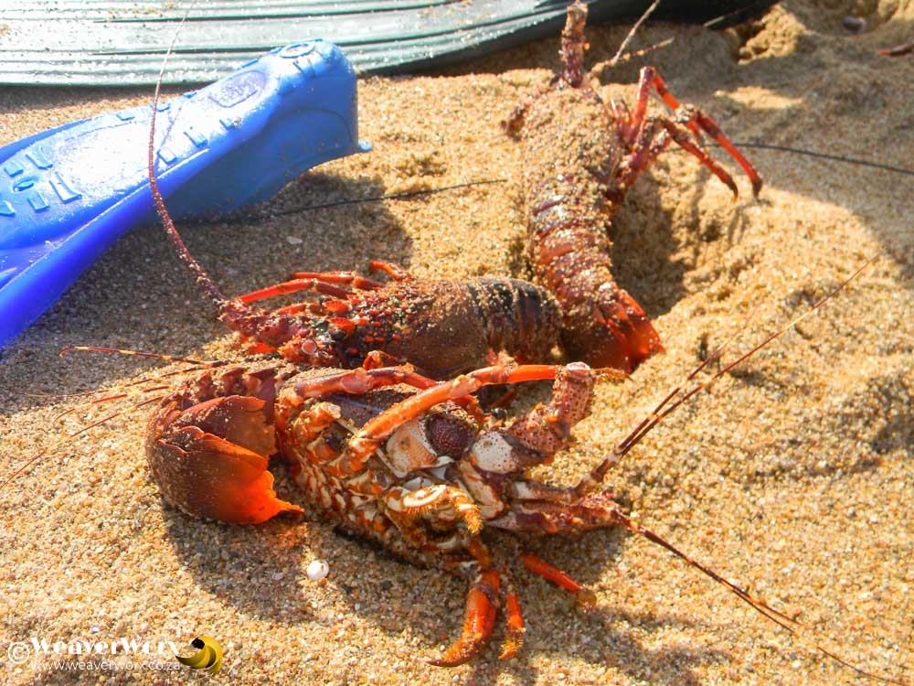Fishing 🎣 South Coast KZN - Living Waters Accommodation