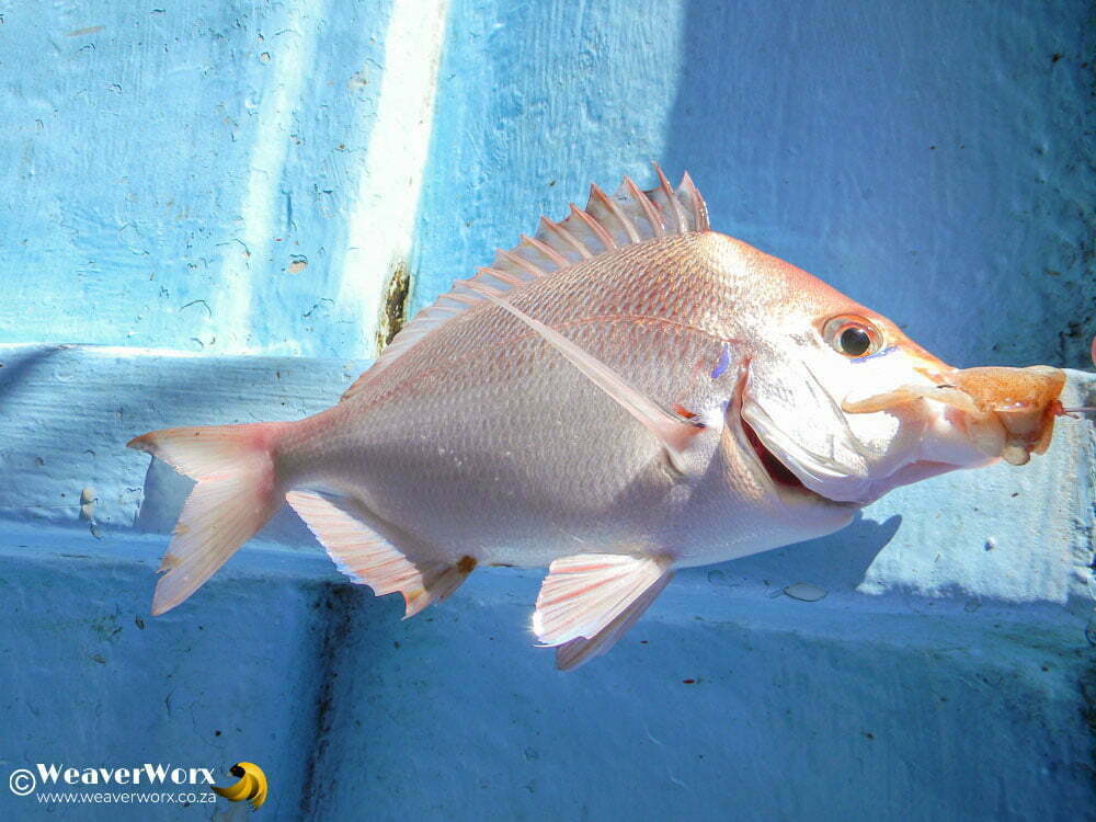 Fishing 🎣 South Coast KZN - Living Waters Accommodation