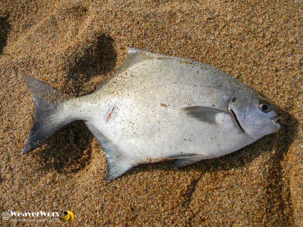 Fishing 🎣 South Coast KZN - Living Waters Accommodation